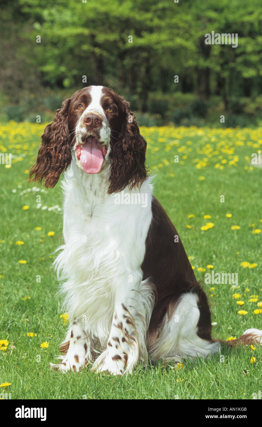 Springer spaniel sitting hi-res stock photography and images - Alamy