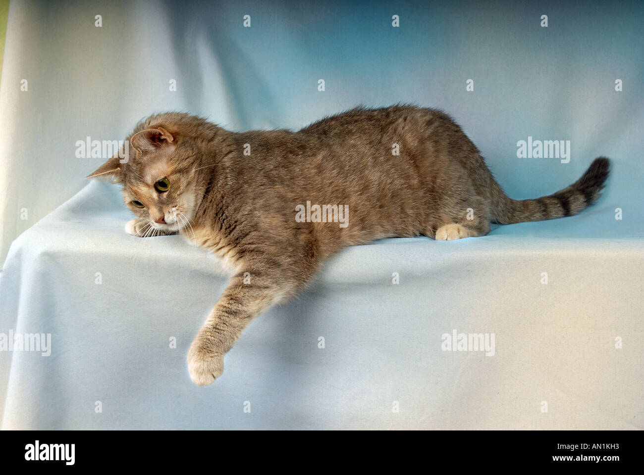 tabby domestic cat - lying - cut out Stock Photo - Alamy