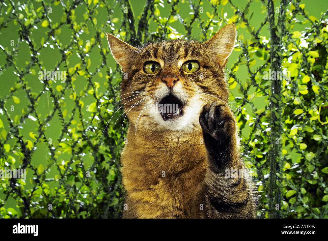 Miaowing High Resolution Stock Photography and Images - Alamy