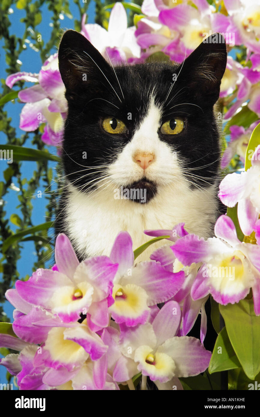 domestic cat - sitting between flowers Stock Photo - Alamy