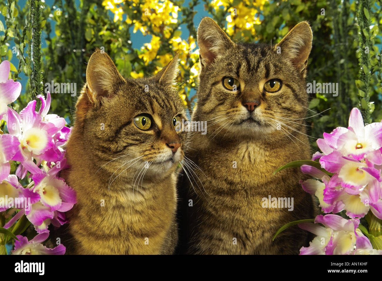 two tabby domestic cats - sitting between flowers Stock Photo - Alamy