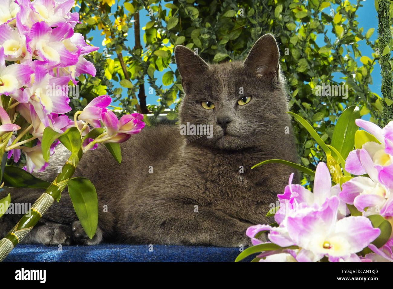 Cat between plants hi-res stock photography and images - Alamy