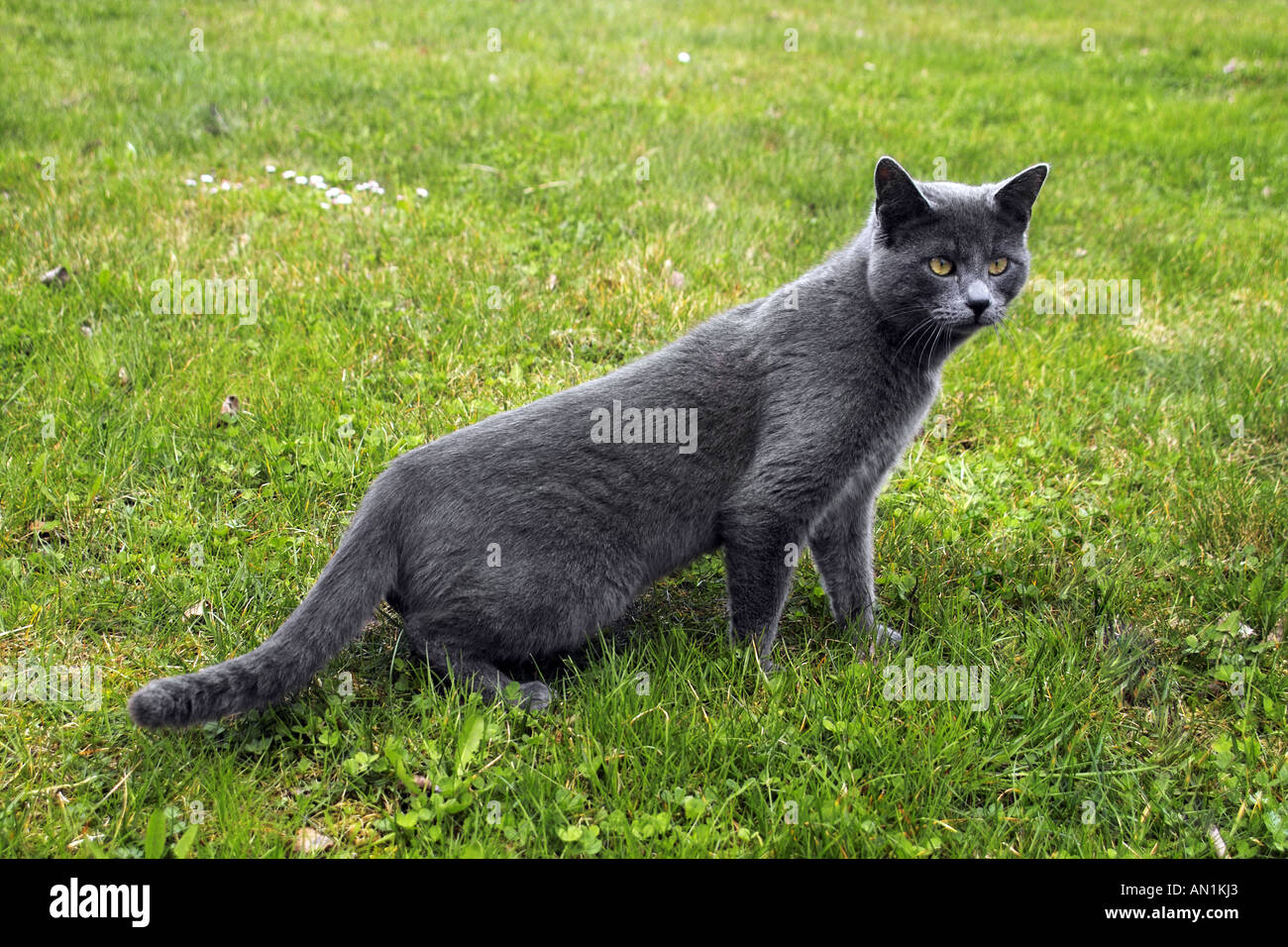 Carthusian cat - standing on meadow Stock Photo - Alamy