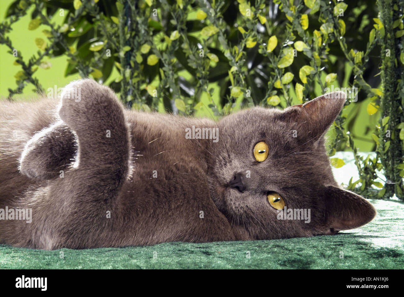 Carthusian cat - lying Stock Photo - Alamy