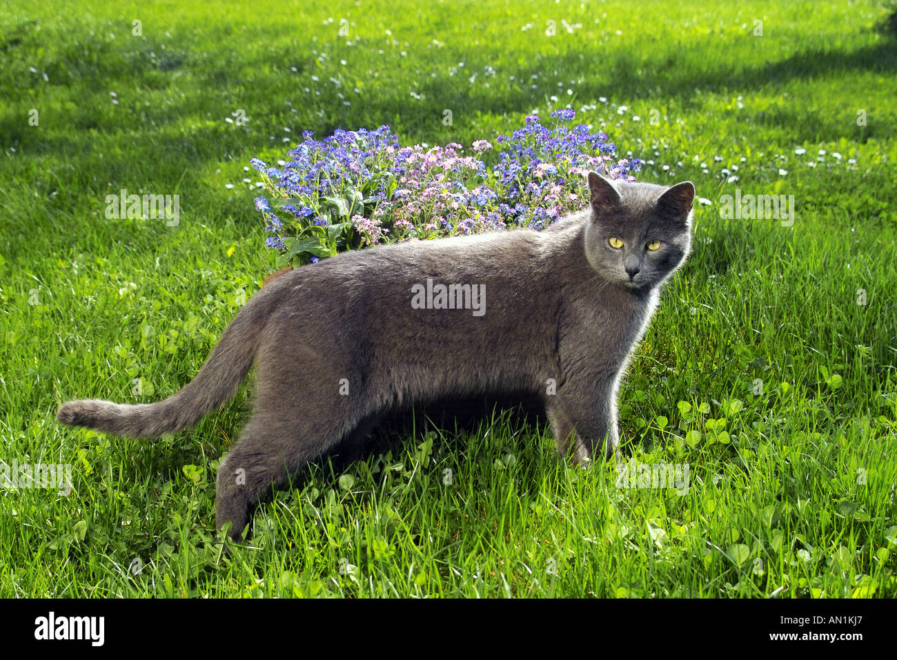 Standing on meadow hi-res stock photography and images - Alamy