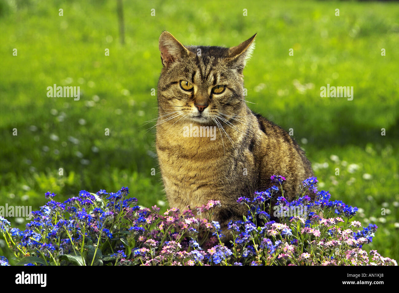 Tabby cats flowers hi-res stock photography and images - Alamy