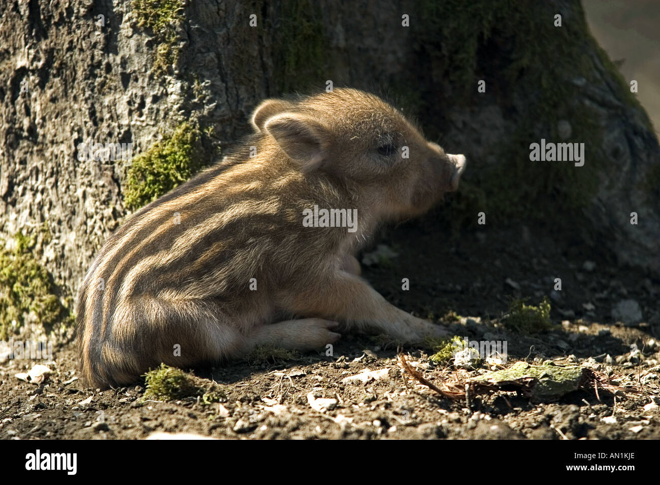 Against wild boars hi-res stock photography and images - Alamy