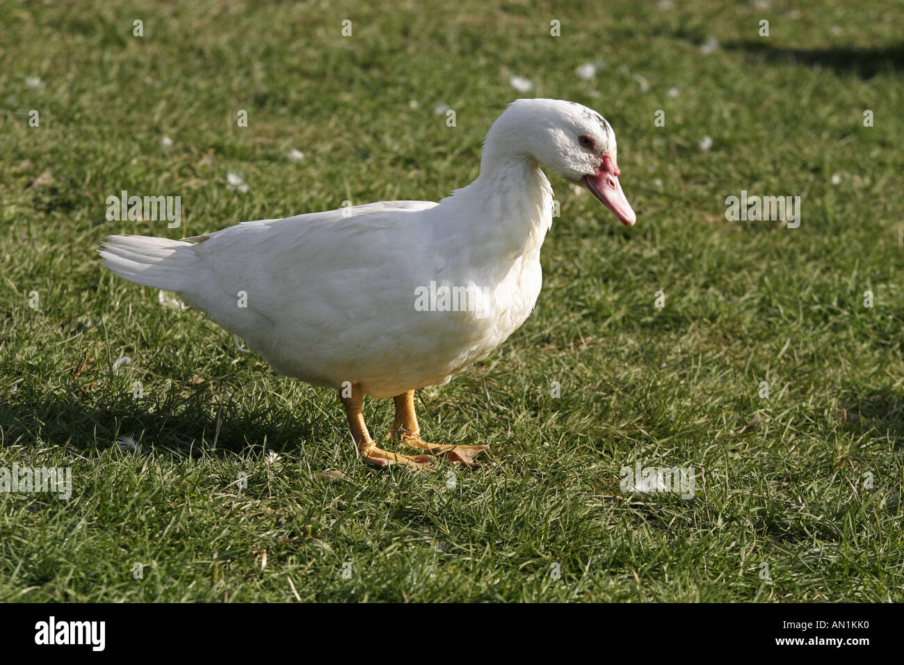 White ducks hi-res stock photography and images - Alamy