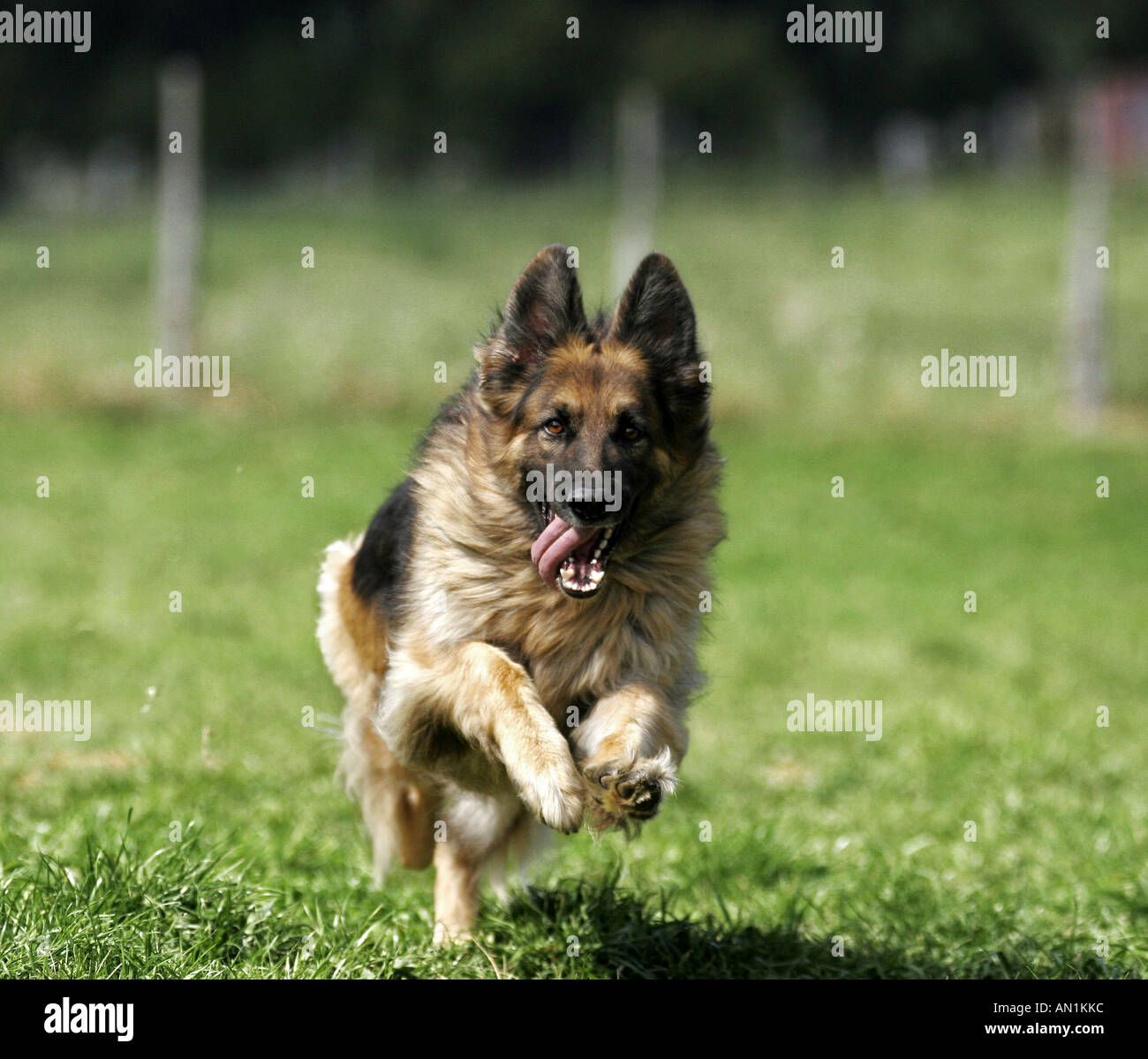 German shepherd dog - running on meadow Stock Photo - Alamy