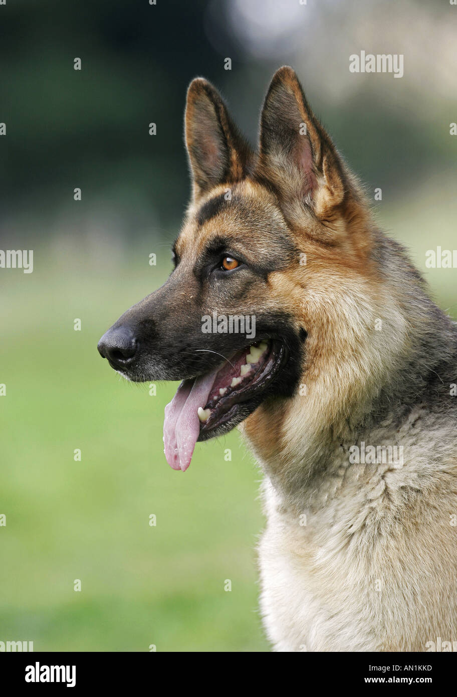 German shepherd dog - portrait Stock Photo - Alamy