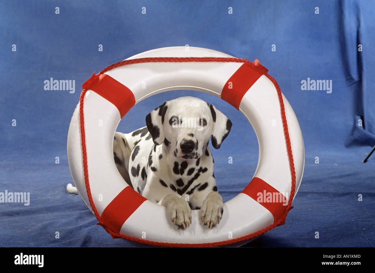 Dalmatian dog dogs hi-res stock photography and images - Alamy