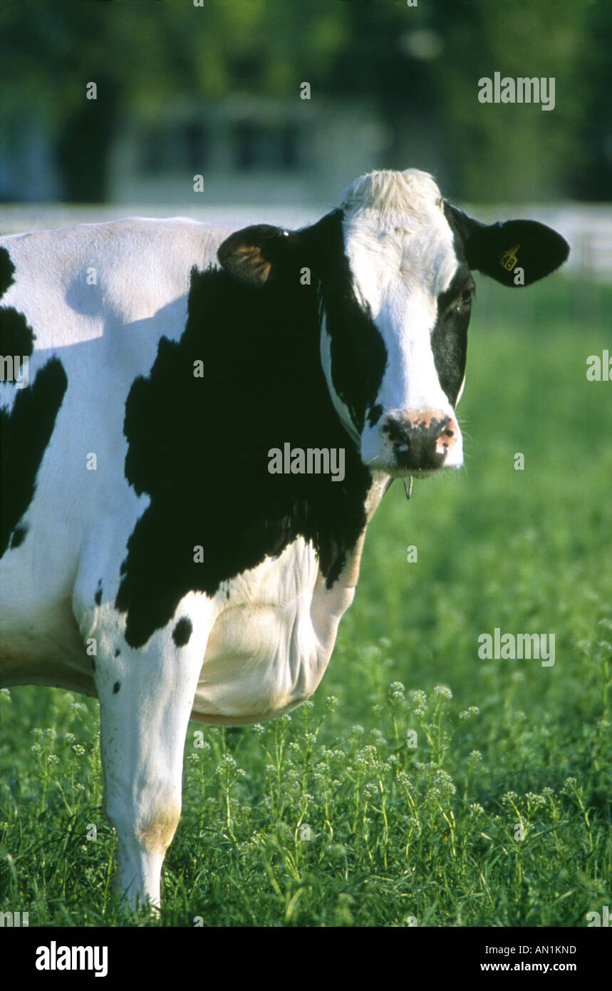 Black white holstein cow pennsylvania hi-res stock photography and ...