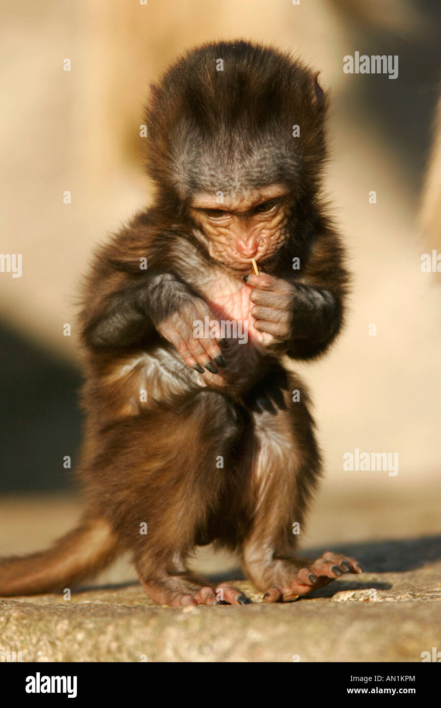 Blutbrustpavian Dschelada Theropithecus gelada Gelada boboon Jungtier ...