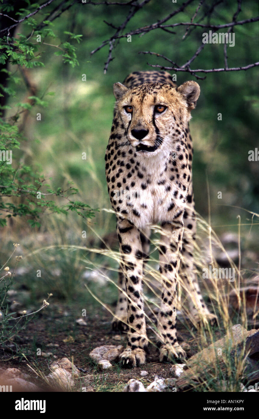 Gepard Cheetah Acinonyx jubatus Afrika Africa Stock Photo - Alamy