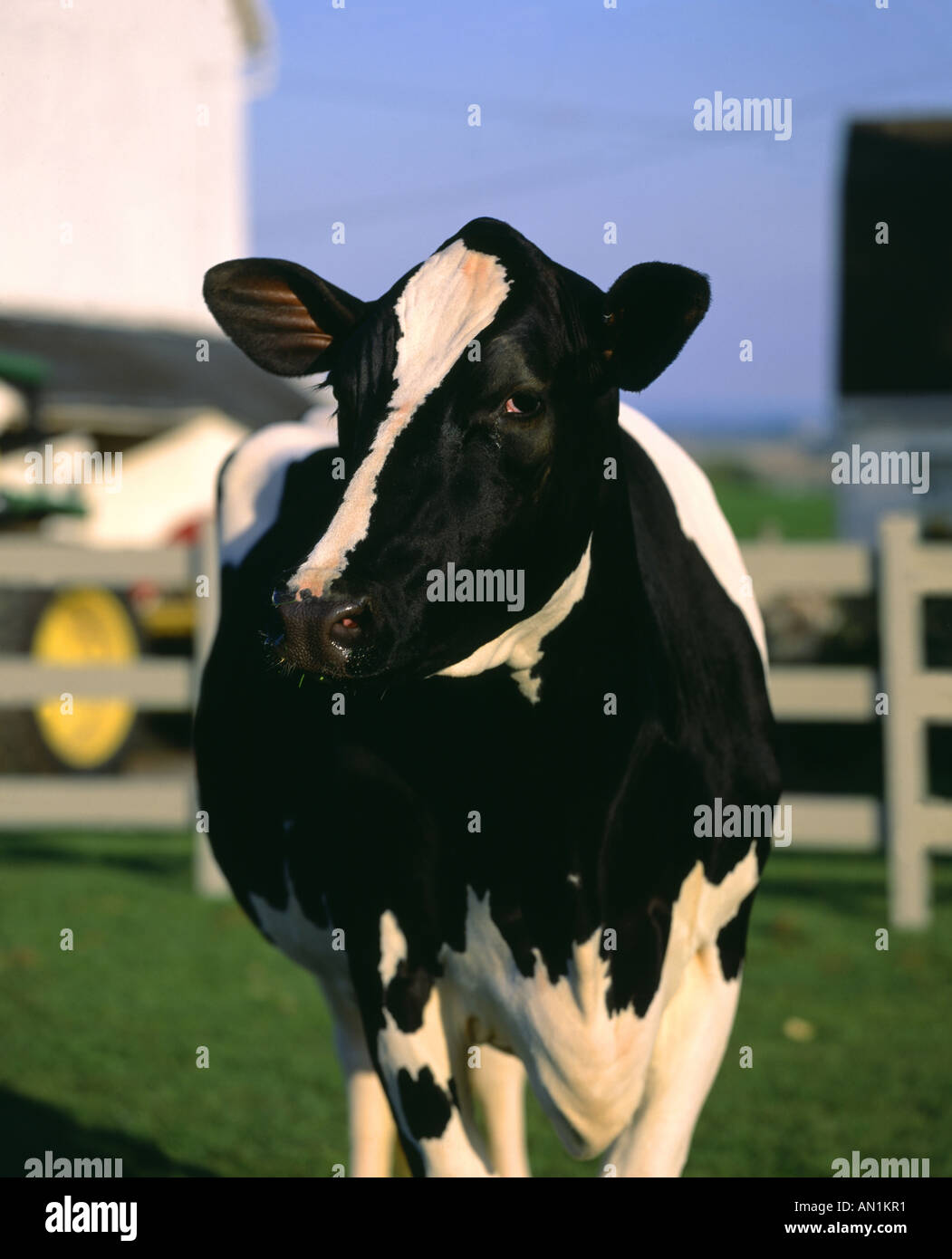 Black White Holstein Cow Pennsylvania High Resolution Stock Photography ...