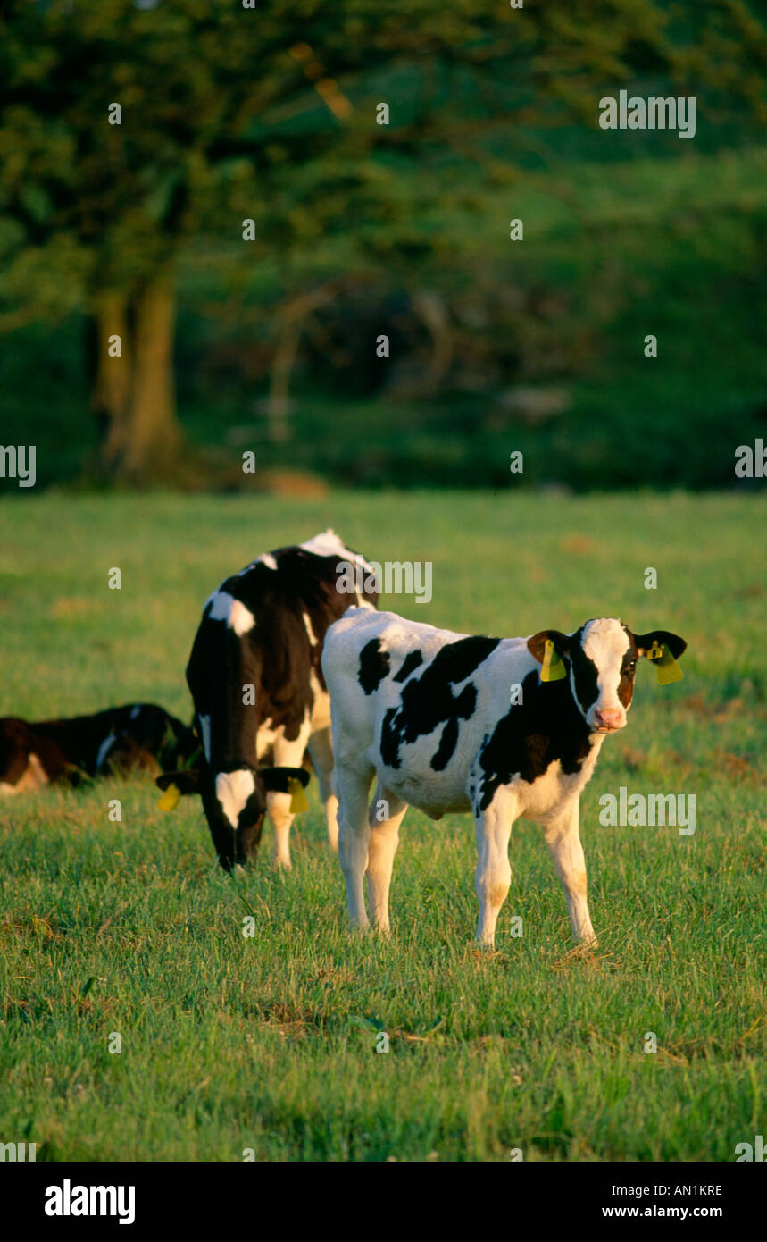 Holstein calves hi-res stock photography and images - Alamy