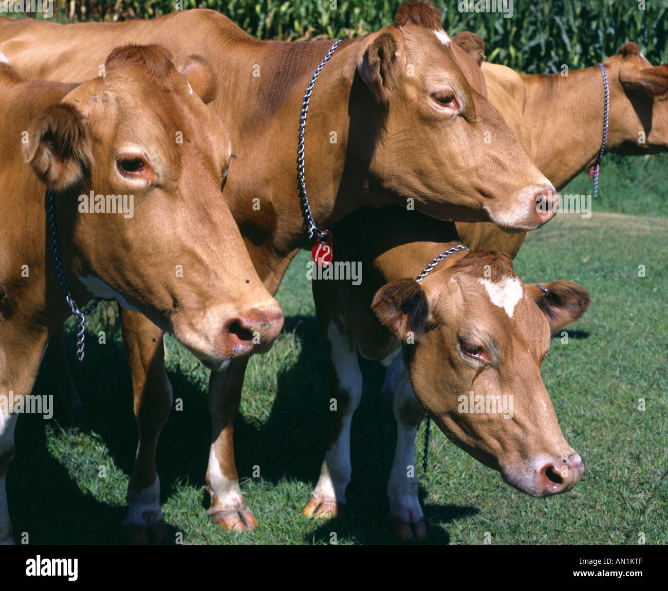 GUERNSEY COWS LANCASTER COUNTY PENNSYLVANIA Stock Photo - Alamy