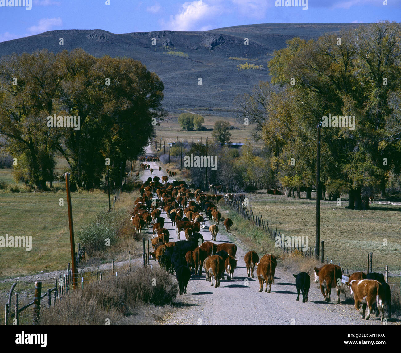 Moving cow hi-res stock photography and images - Alamy