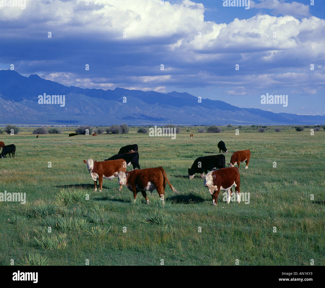 400 500 lb steer calves hi-res stock photography and images - Alamy