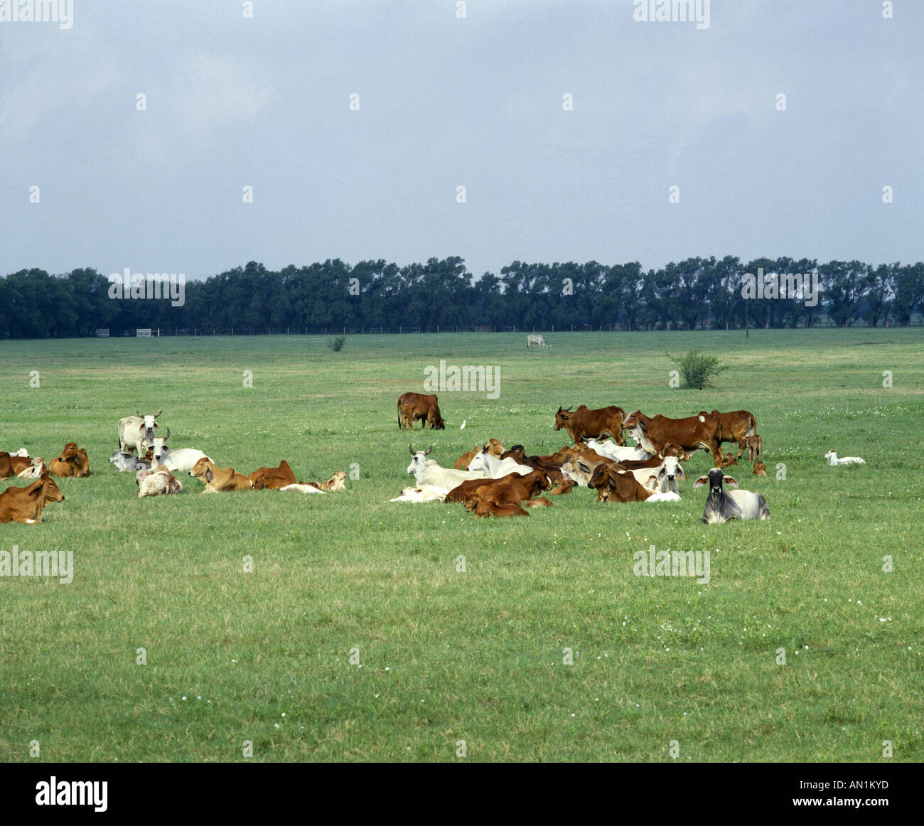 Texas brahma cow hi-res stock photography and images - Alamy