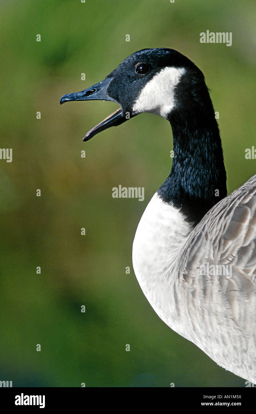 Gans mit offenem schnabel hi-res stock photography and images - Alamy
