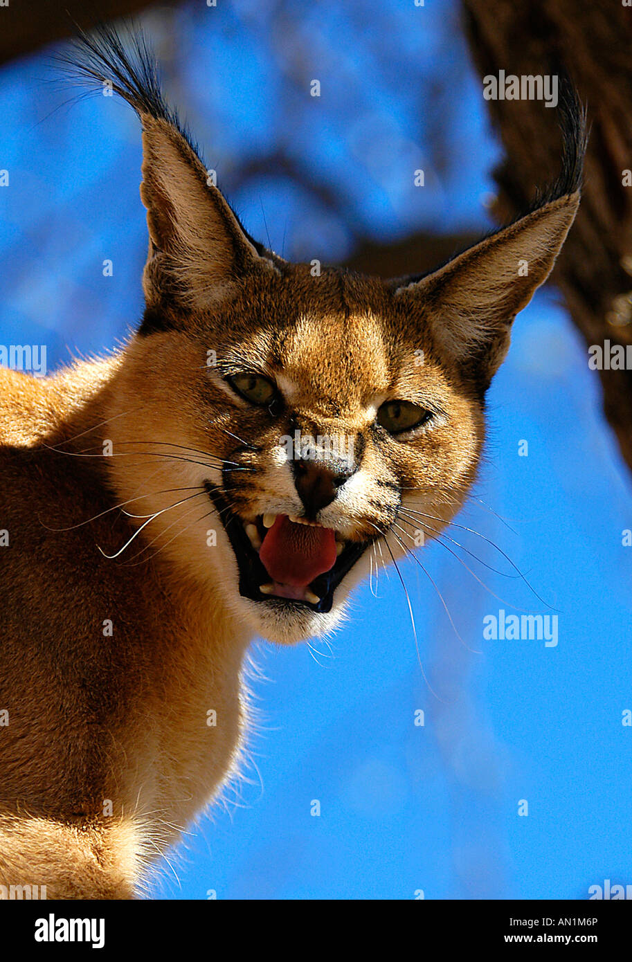 Felis Caracal Karakal African Lynx Afrika Africa Namibia Afrikanischer ...
