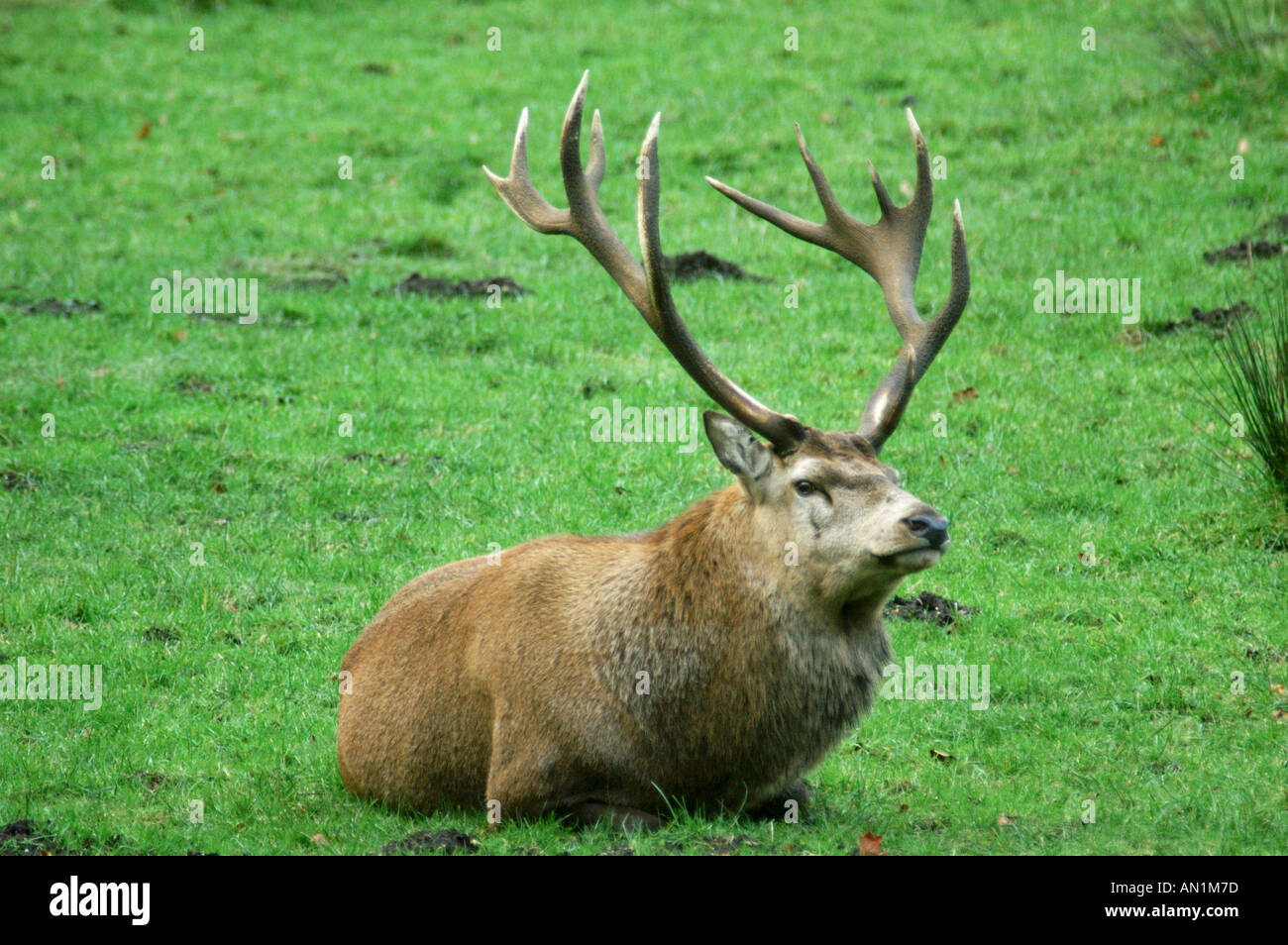 red deer stag male Stock Photo - Alamy