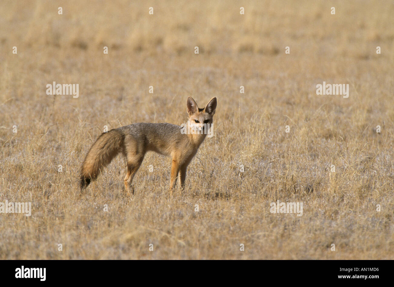 Cape Fox Vulpes chama Namibia Stock Photo - Alamy