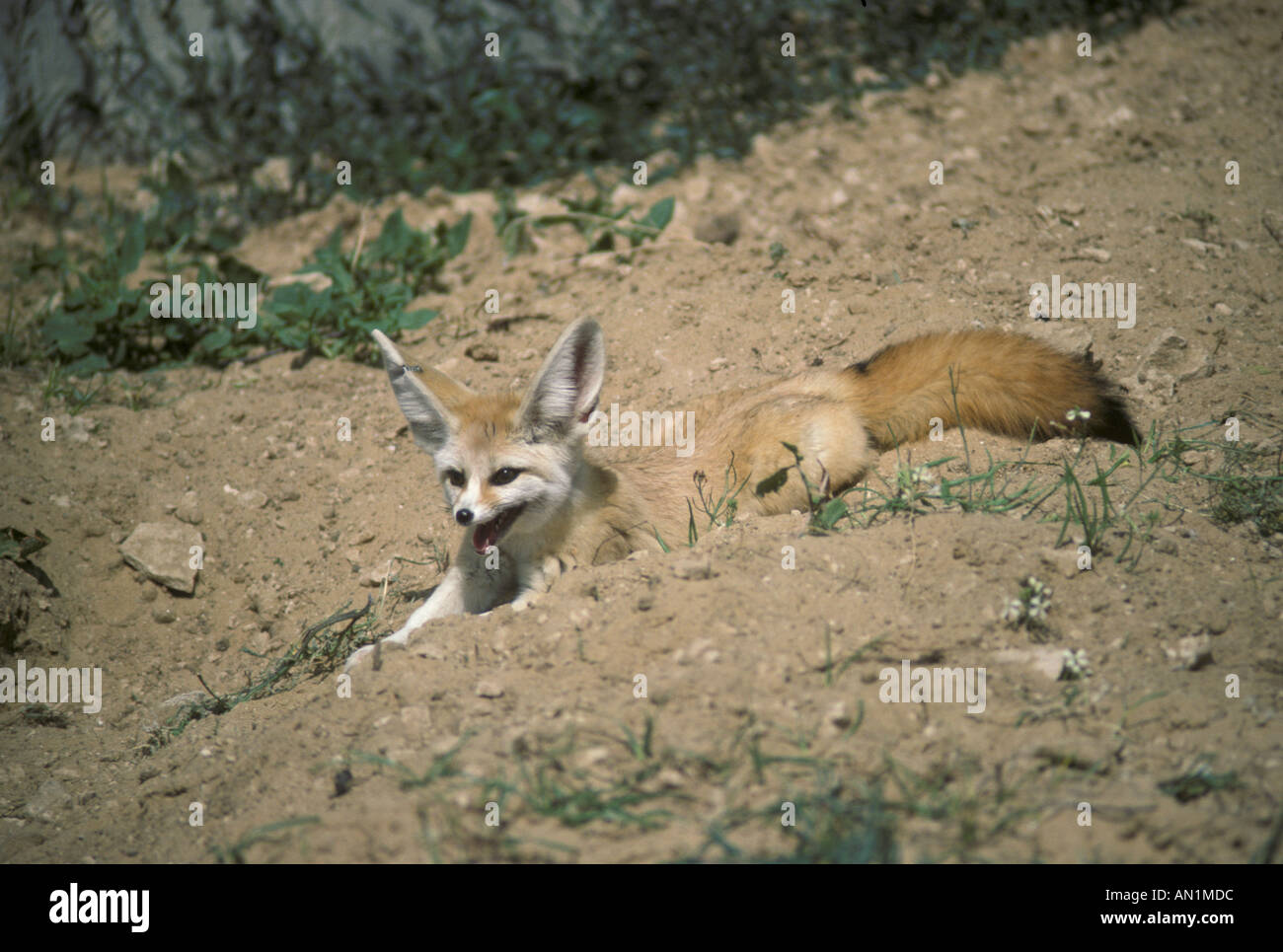 FennecFox Fennecus zerda Lying down at den Stock Photo - Alamy