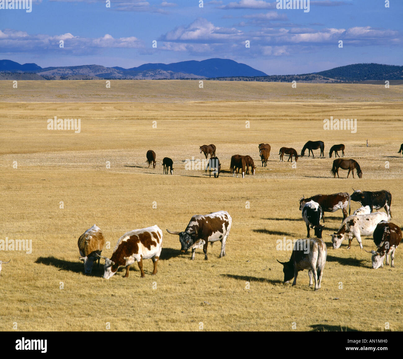LONGHORN CROSS BEEF CATTLE AND HORSES GRAZING IN PASTURE COLORADO Stock ...