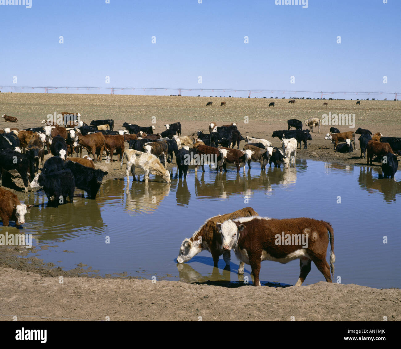 Livestock crossbred mixed beef cattle hi-res stock photography and ...