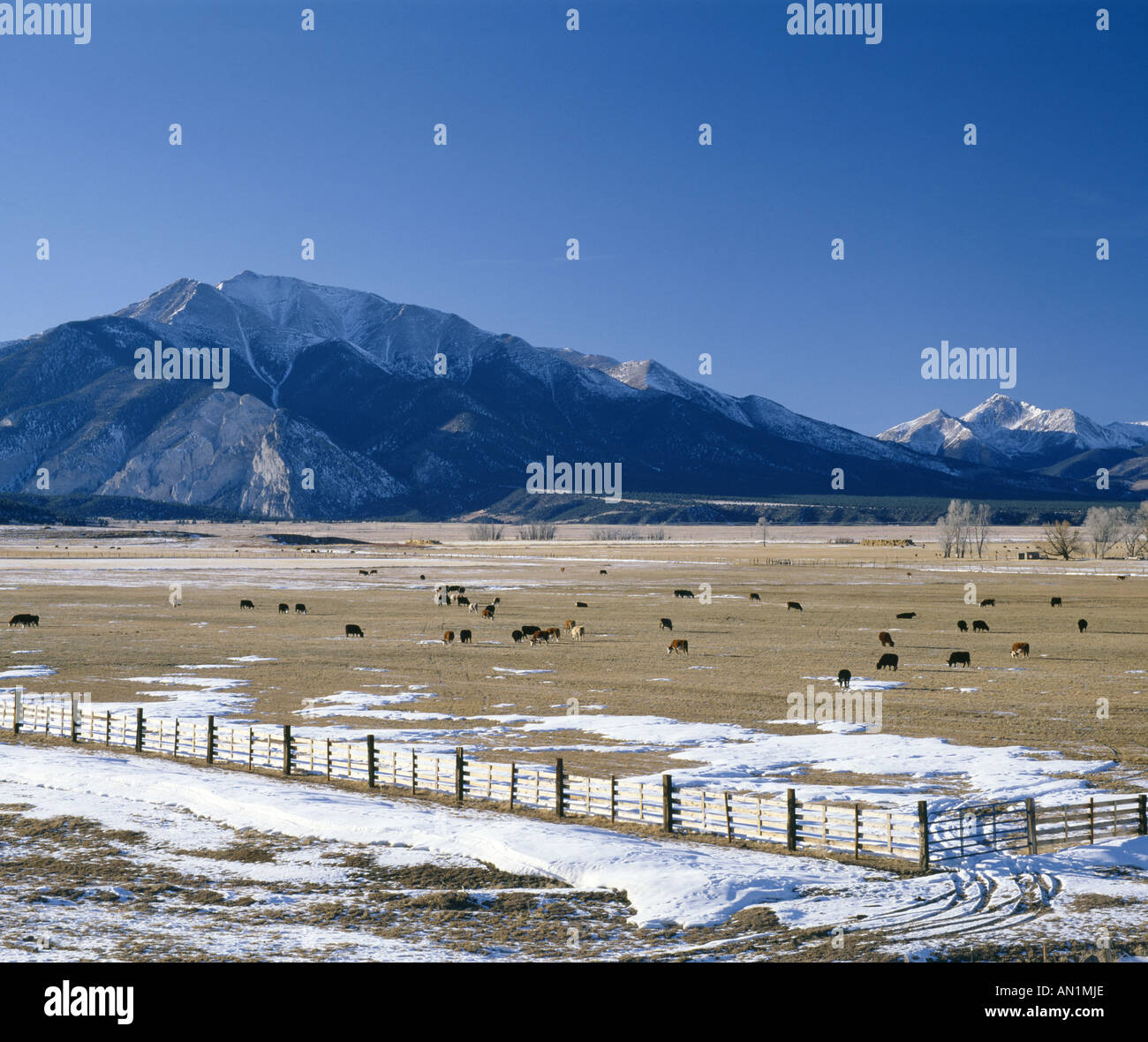 Livestock crossbred beef cow on hi-res stock photography and images - Alamy