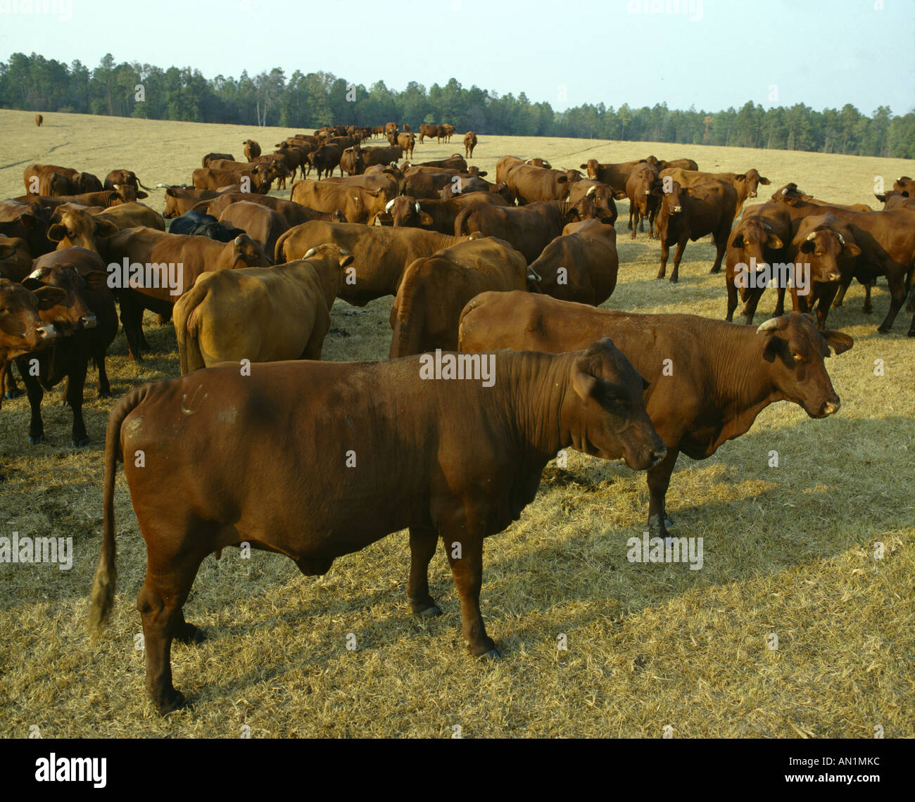 Santa gertrudis cattle hi-res stock photography and images - Alamy