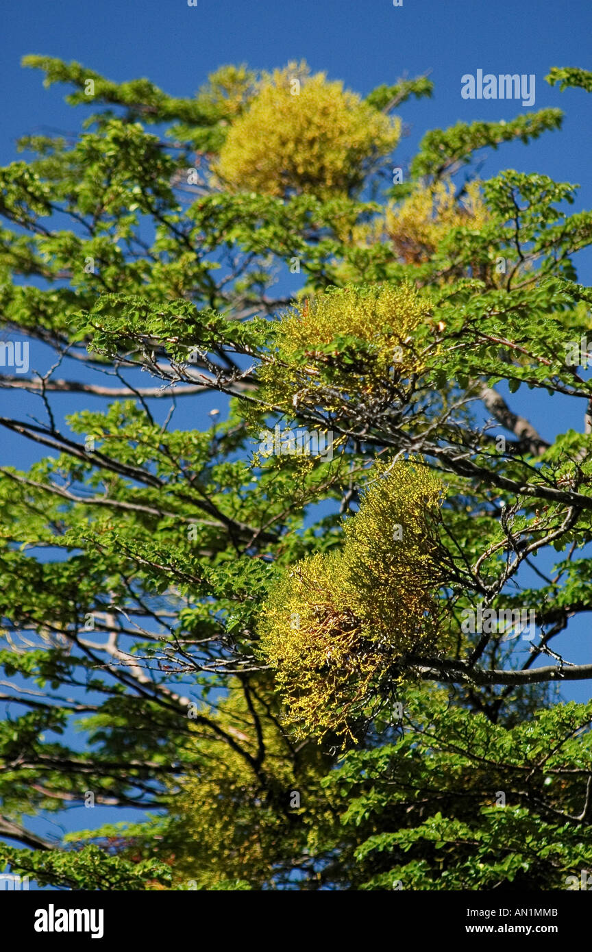 Lenga tree Tierra del Fuego National Park Argentina South America Stock ...
