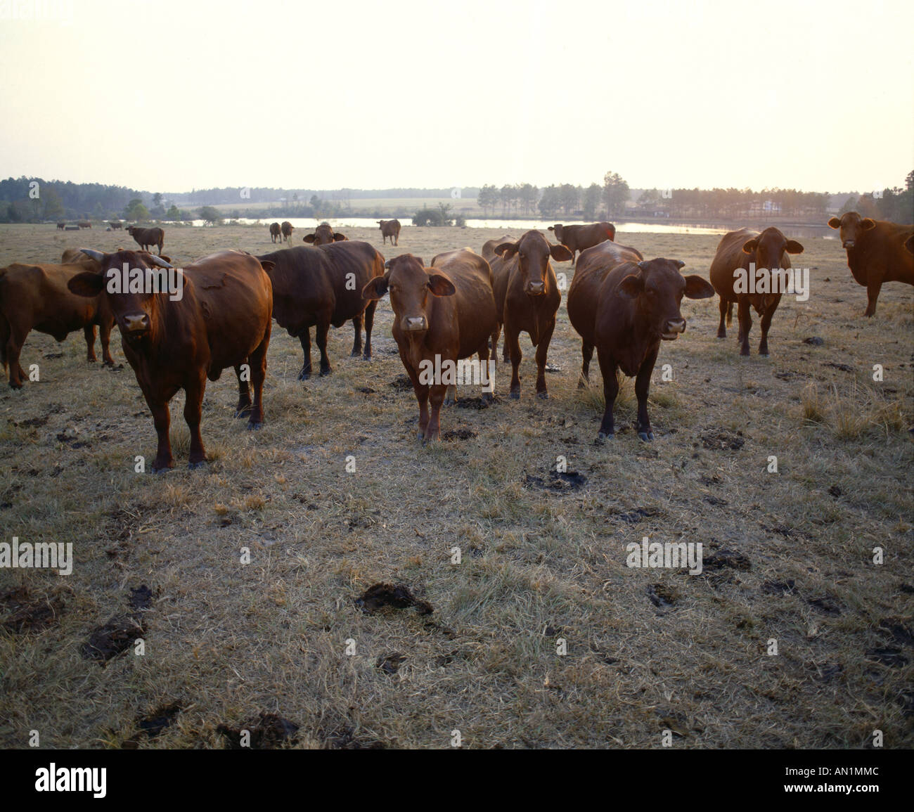Santa gertrudis cattle hi-res stock photography and images - Alamy