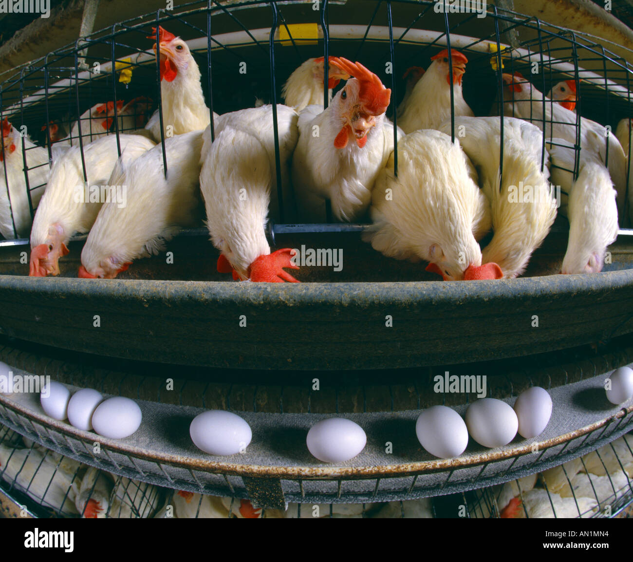 LAYER HOUSE WITH 22 WEEK OLD DEKALB DARK HENS PENNSYLVANIA Stock Photo ...