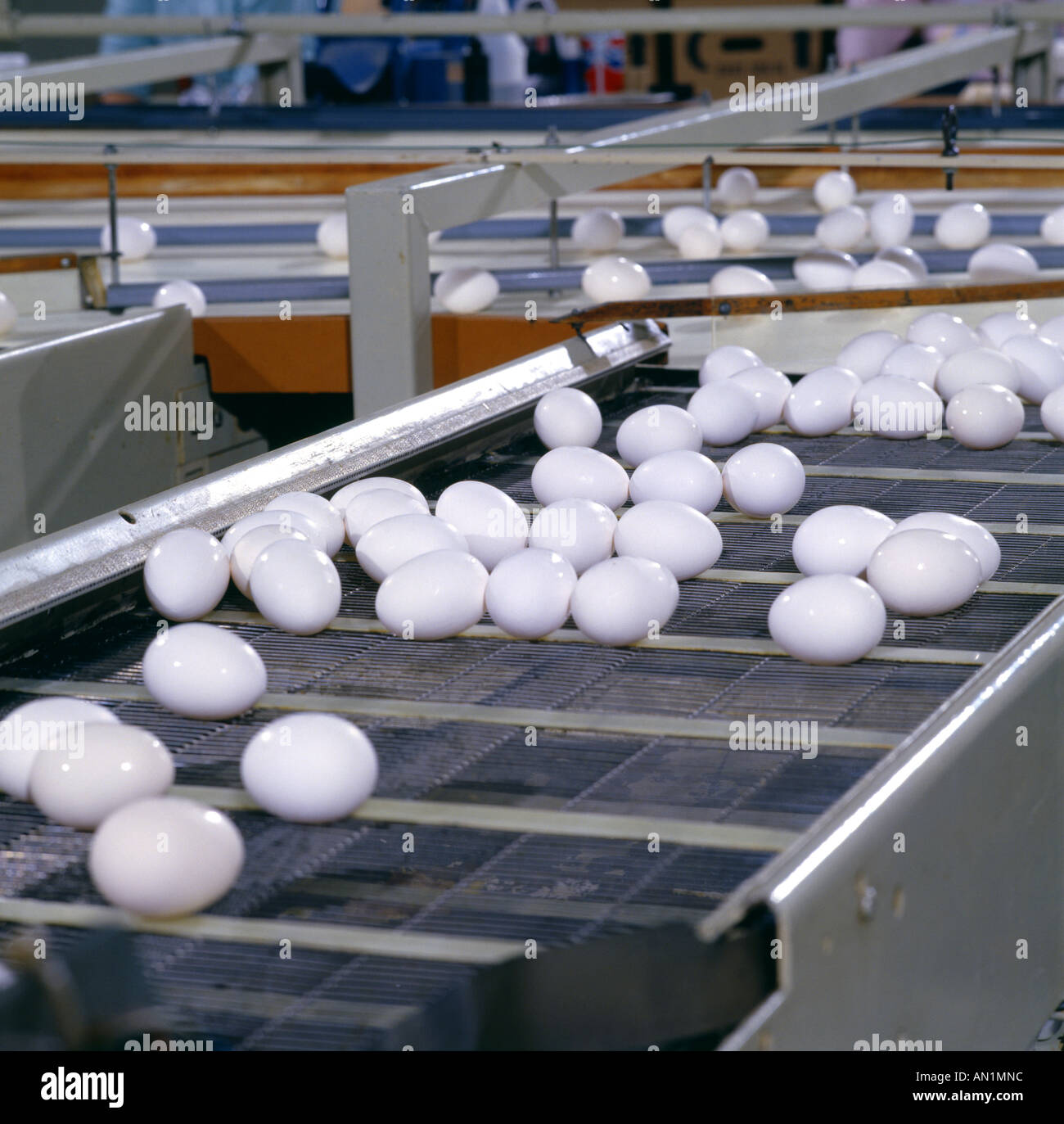 EGGS MOVING ON EQUIPMENT Stock Photo - Alamy