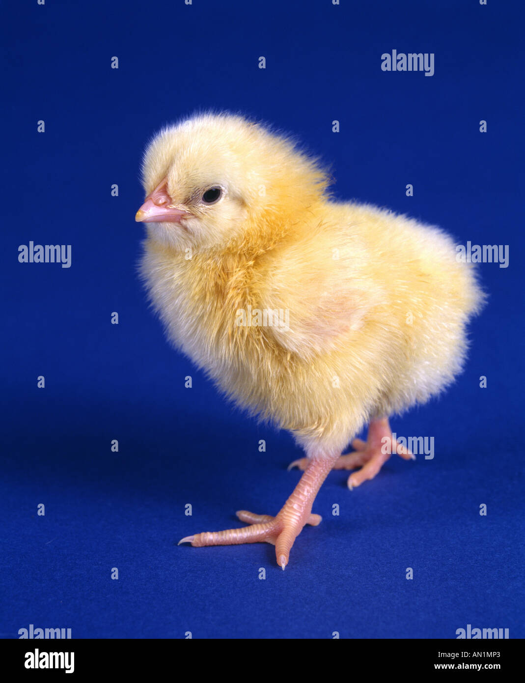 White leghorn chickens hi-res stock photography and images - Alamy