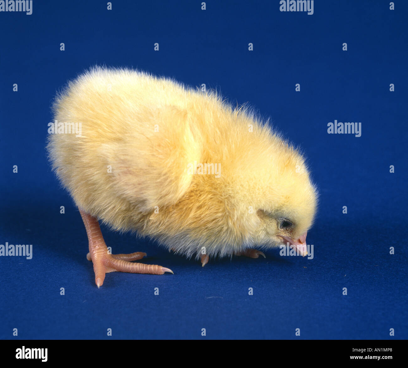 Hy line white leghorn hi-res stock photography and images - Alamy