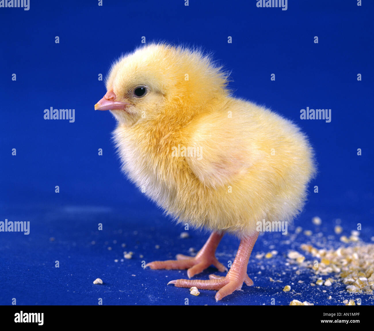 White leghorn chickens hi-res stock photography and images - Alamy