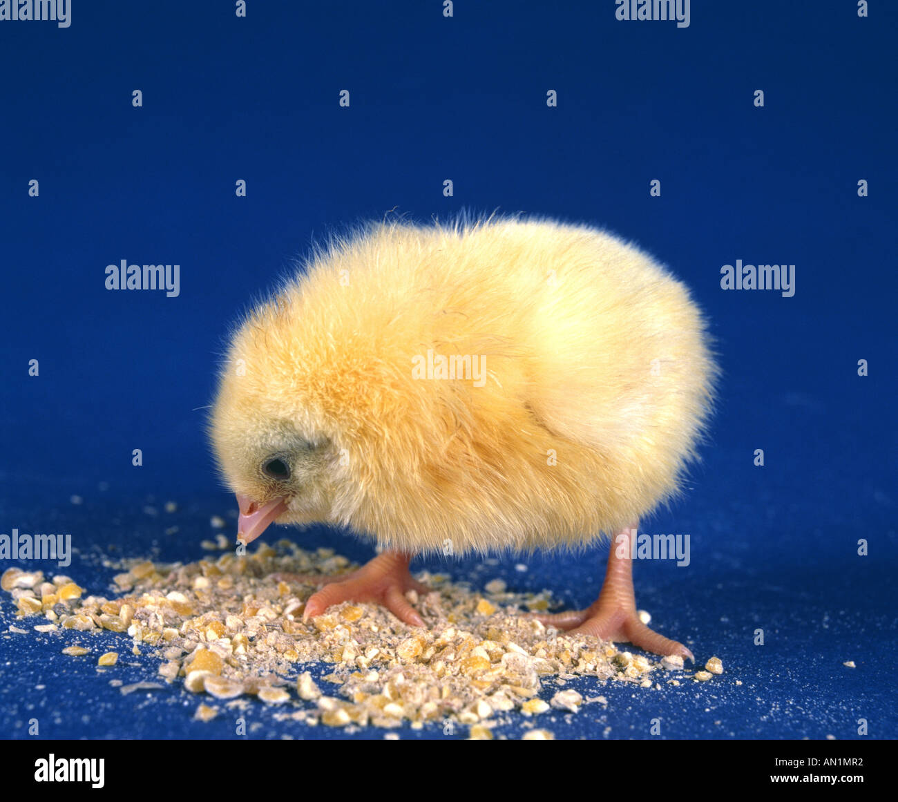 Hy line white leghorn hi-res stock photography and images - Alamy