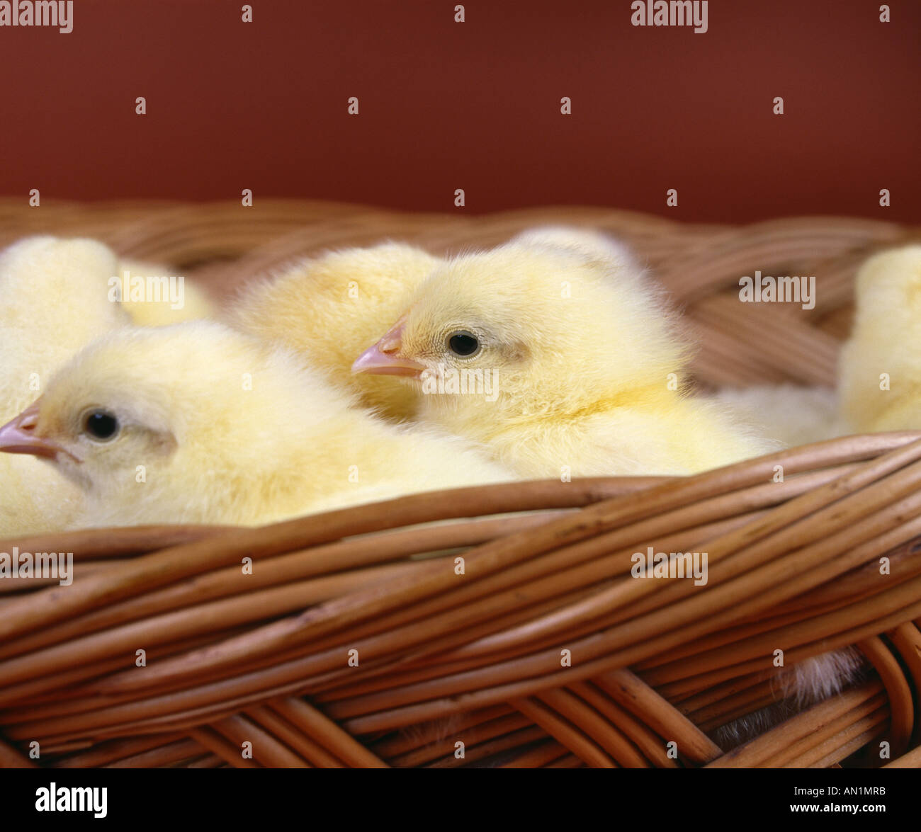 Day old layer chicks hi-res stock photography and images - Alamy