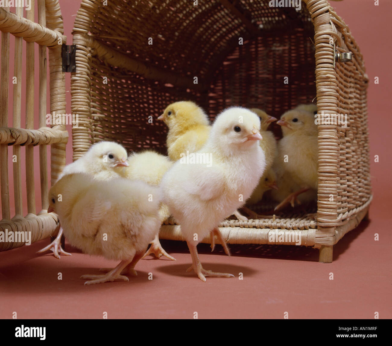 Hy line white leghorn hi-res stock photography and images - Alamy