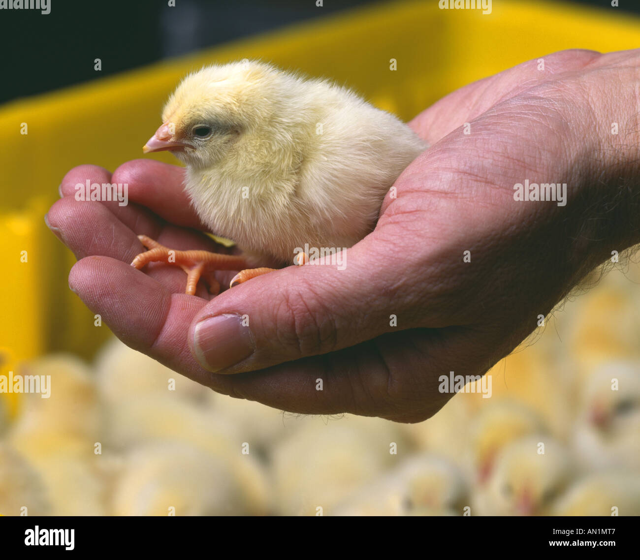 Day old layer chicks High Resolution Stock Photography and Images - Alamy