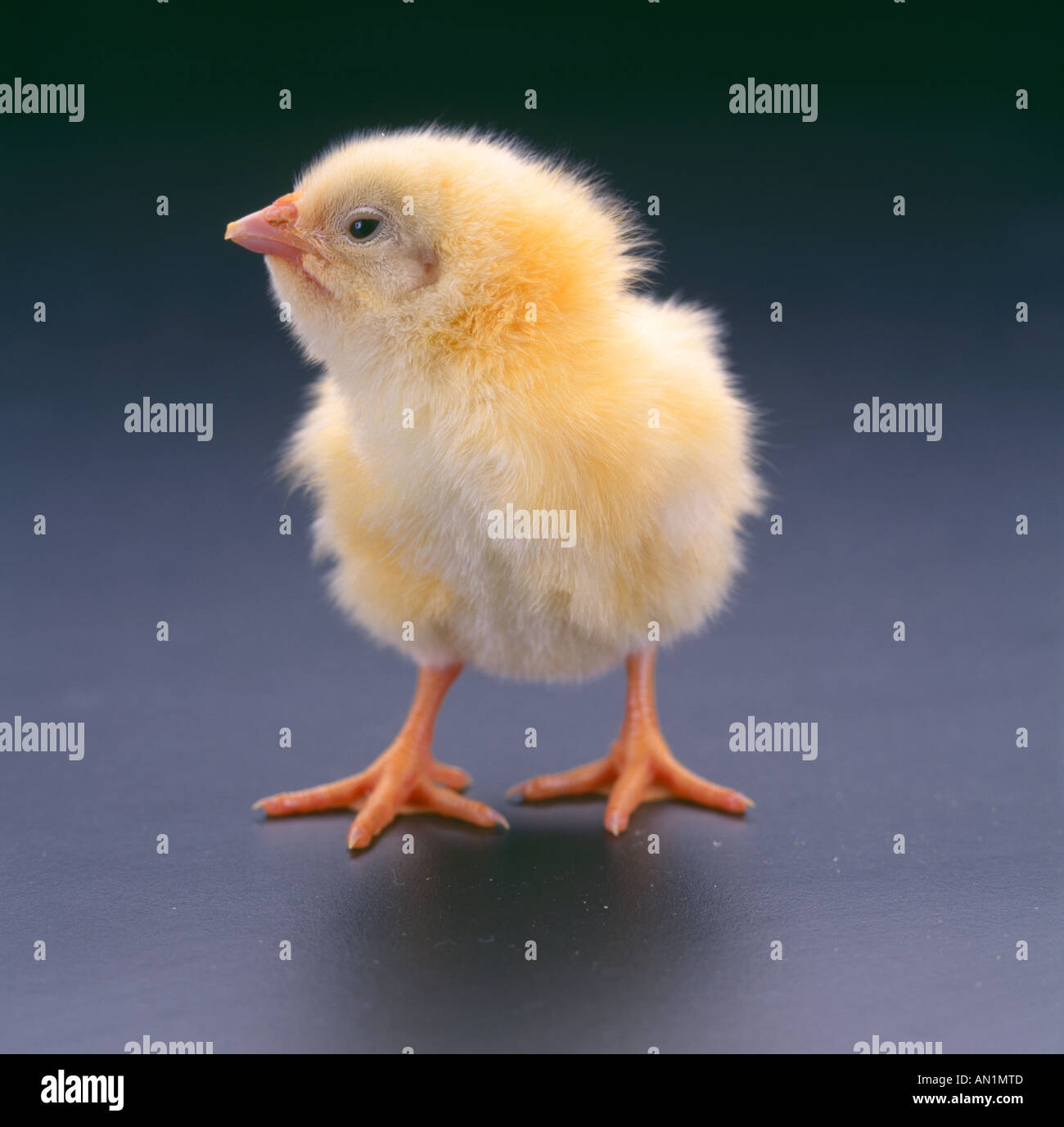 Close up chicken head studio hi-res stock photography and images - Alamy