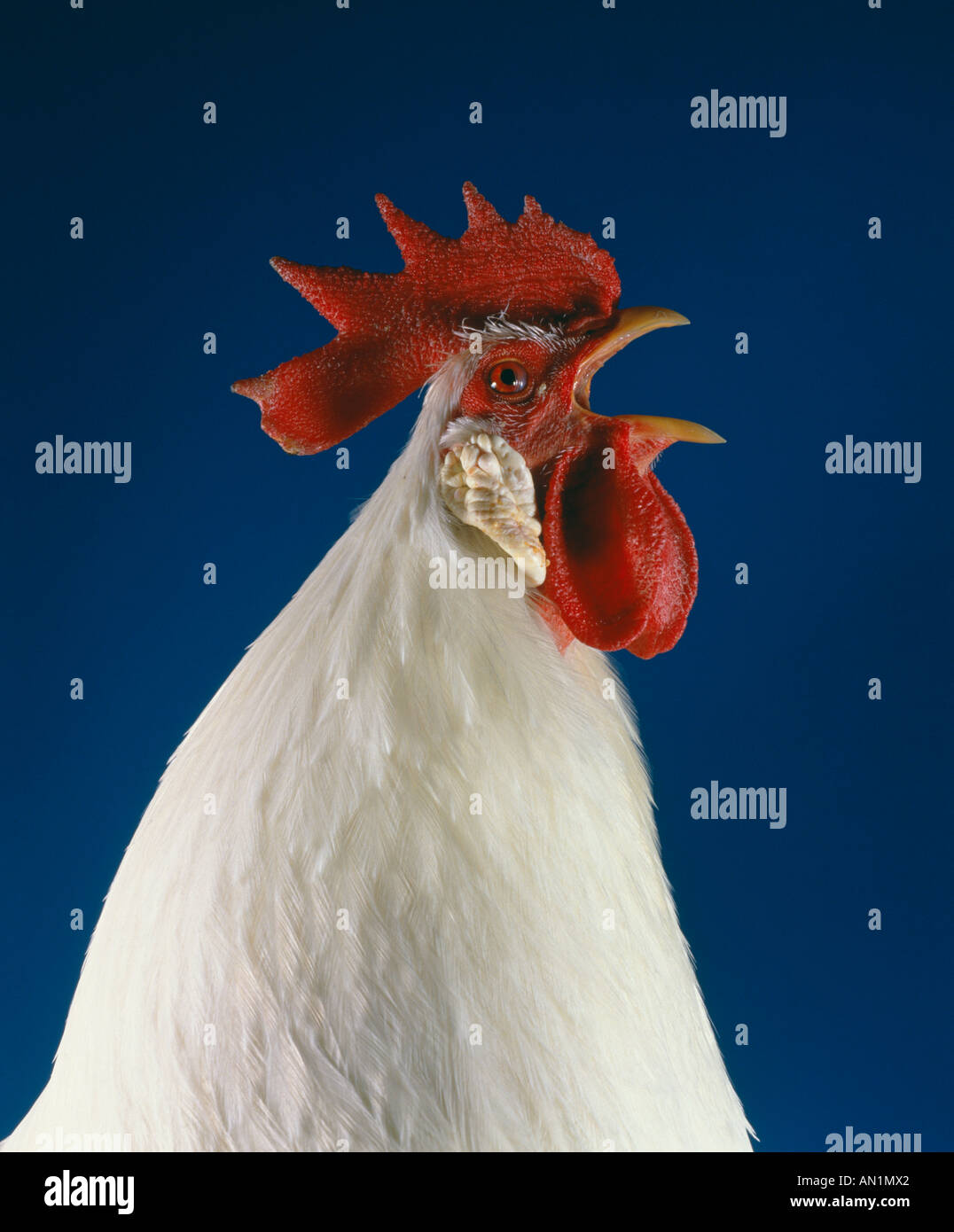White Leghorn Hen Comb