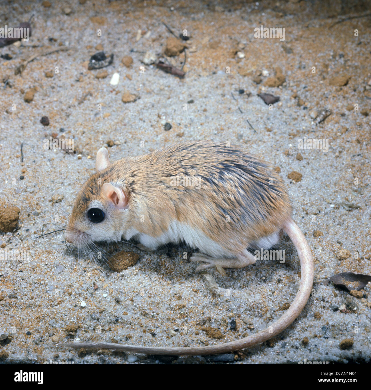 Egyptian Gerbil Gerbillus pyramidalis Close up on sand Stock Photo - Alamy