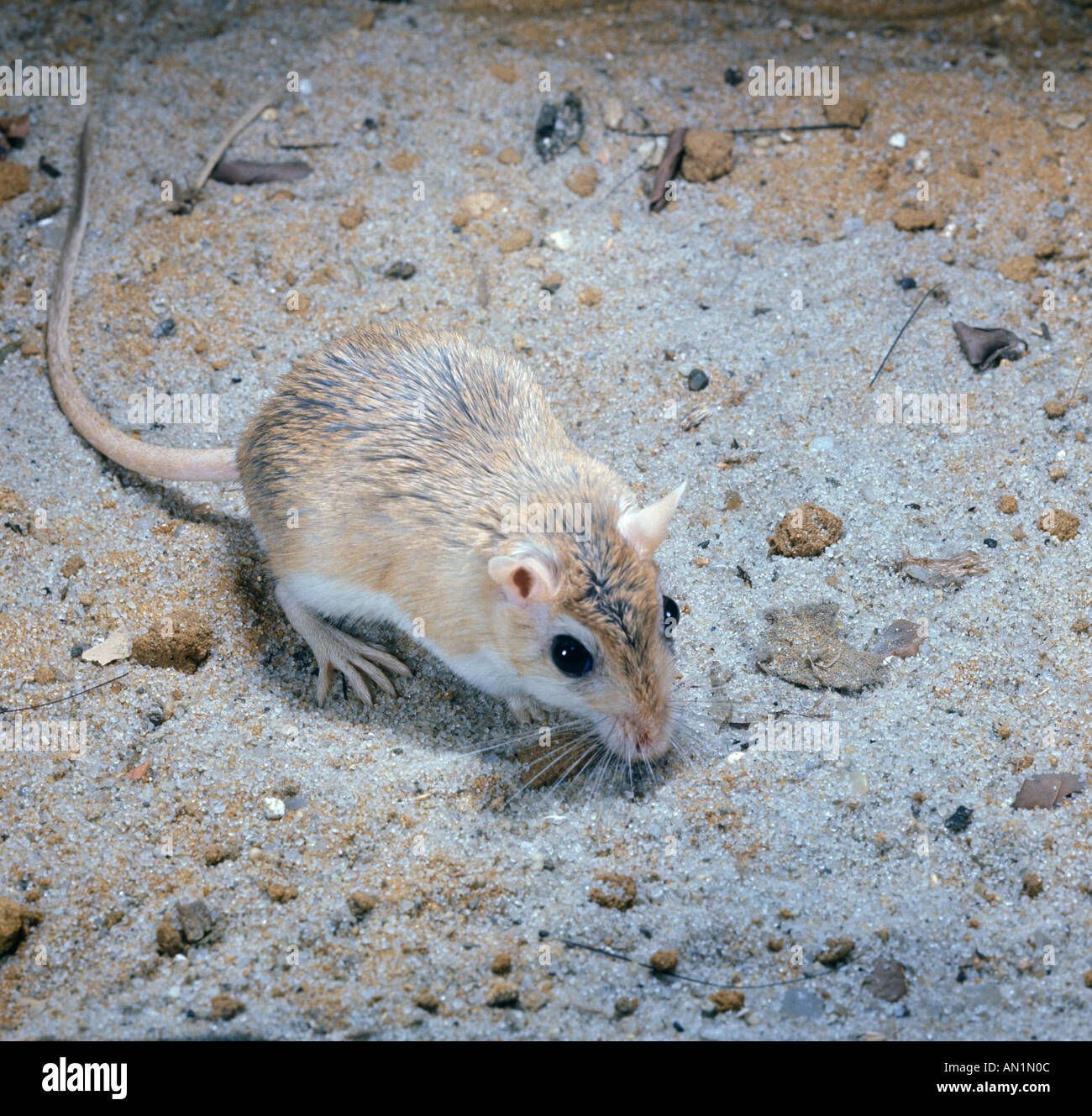 Gerbillus hi-res stock photography and images - Alamy