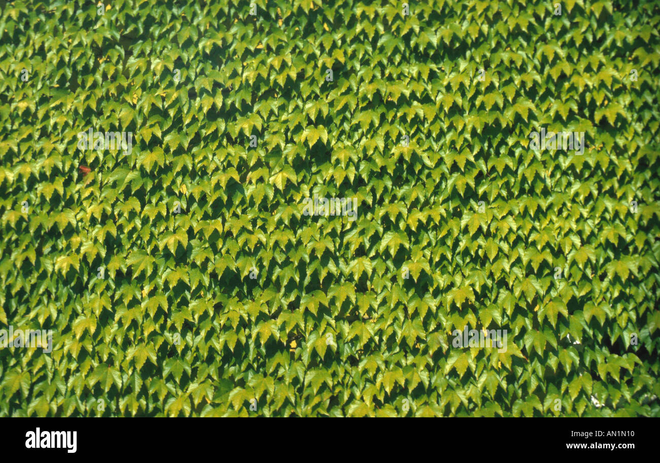 Boston ivy, Japanese creeper (Parthenocissus tricuspidata), crepper at ...