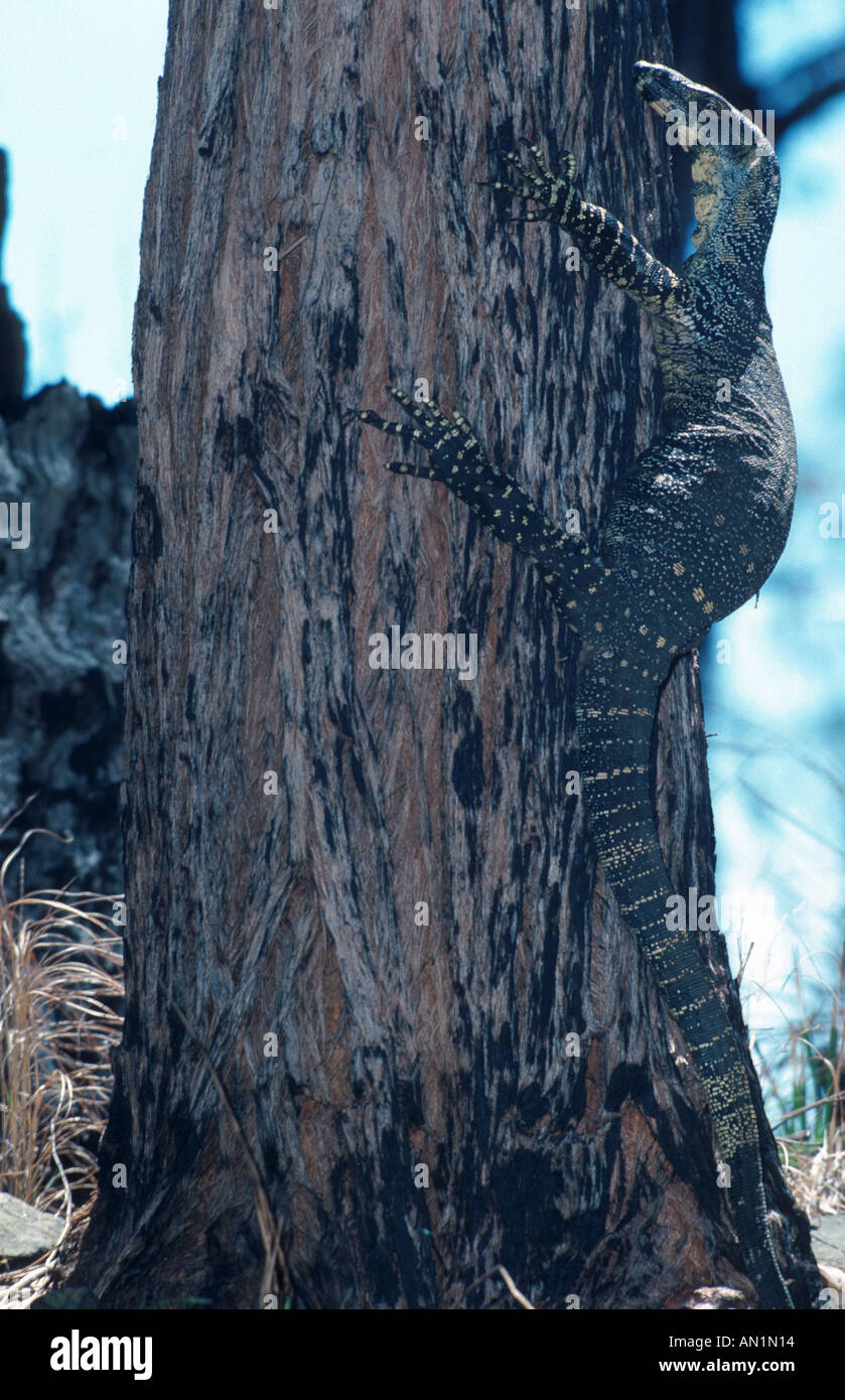Lace monitor climbing tree hi-res stock photography and images - Alamy